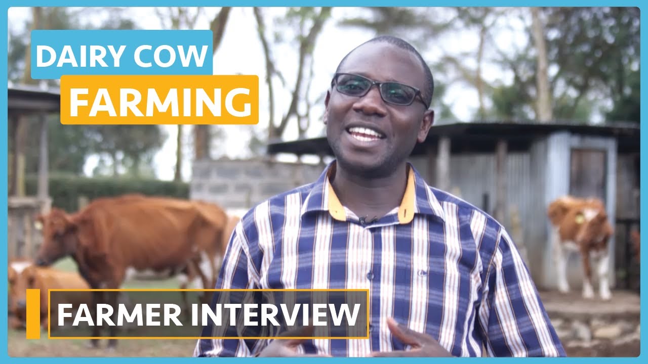 Dairy Cow Farming (Lesson 25) - Farmer Interview - YouTube