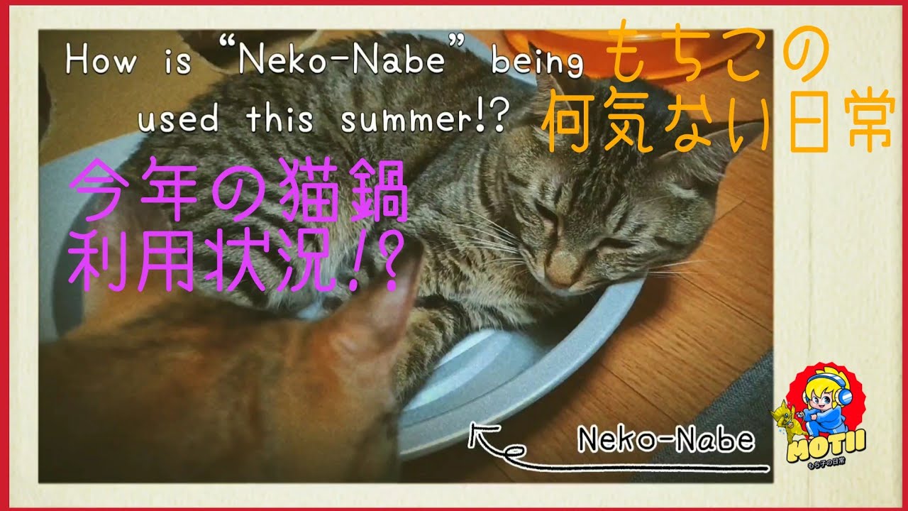 【捨て猫】今年の“Neko-Nabe”利用状況!?（笑）How is “Neko-Nabe” being used this summer ...