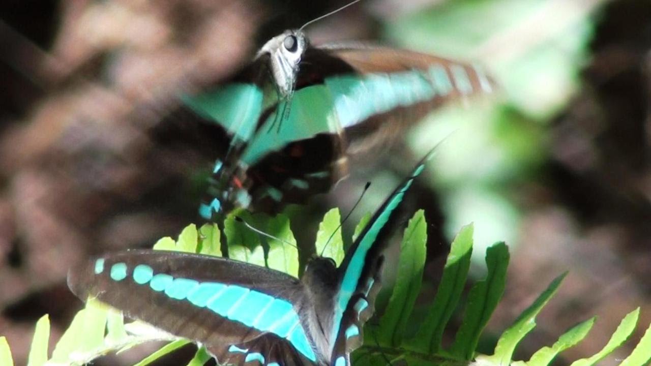 Blue Triangle Butterflies - YouTube