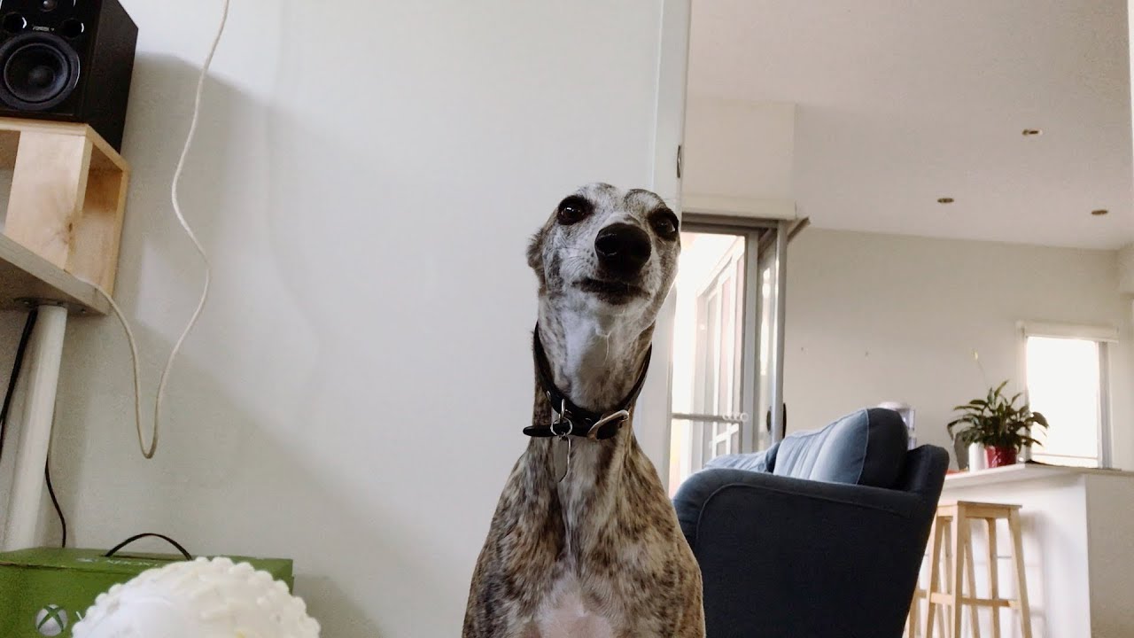 Up Close and Personal with a Whippet who Wants to Play - YouTube