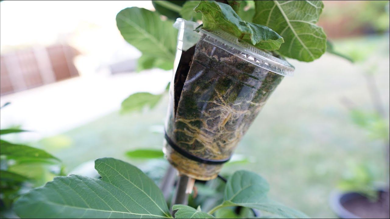 Air Layering Figs Using McDonald's Cup - YouTube