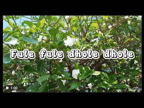 Fule Fule dhole dhole - Rabindra Sangeet | Sahana Bajpaie - YouTube