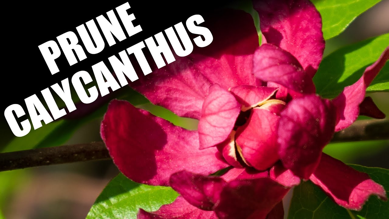 HOW TO PRUNE CALYCANTHUS - CAROLINA ALLSPICE - SWEET SHRUB - SPICEBUSH ...