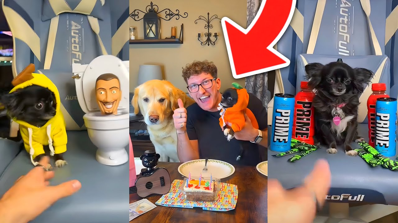 JOSH PUDDIN AND DOZER 8 MINUTES COMPILATION!! - YouTube