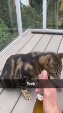 cork cat bonk - YouTube