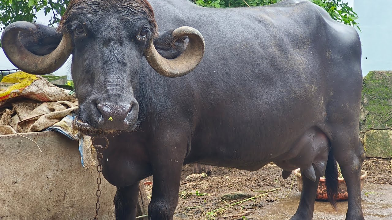પશુ પાલન વ્યવસાય animal hasbandari ભેંસ વેચવાની છે જૂનાગઢ ૯૫૮૬૩૪૫૭૫૫ ...