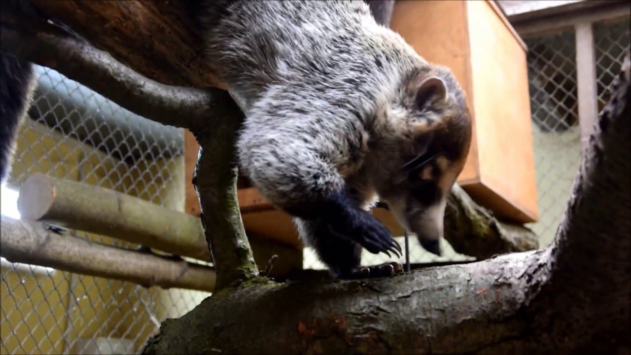 Ostronosy białonose Jagódka i Ibu - YouTube