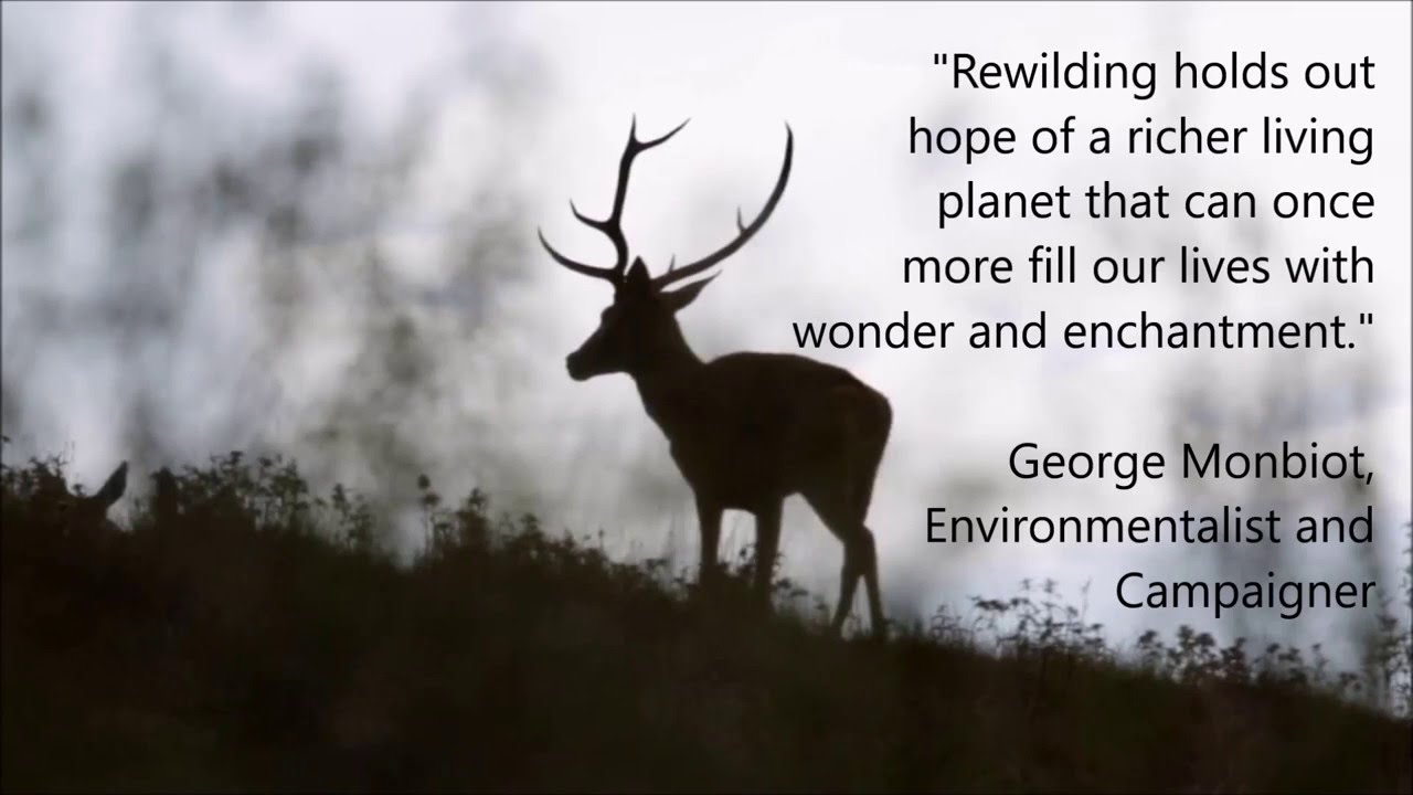 How rewilding of wolves changed rivers in Yellowstone - YouTube