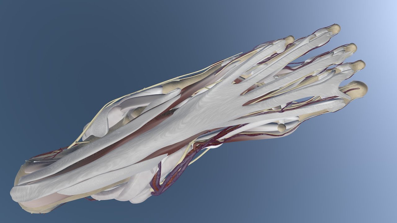 PLANTAR FASCIITIS WITH PLANTAR FOOT ANATOMY TUTORIAL - YouTube
