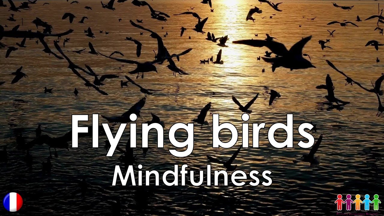 French Flying birds Mindfulness - YouTube