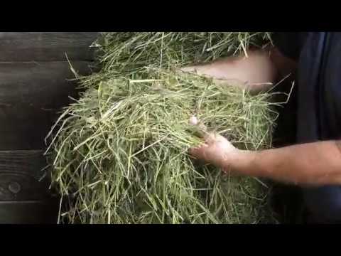 Visual evaluation of hay - YouTube