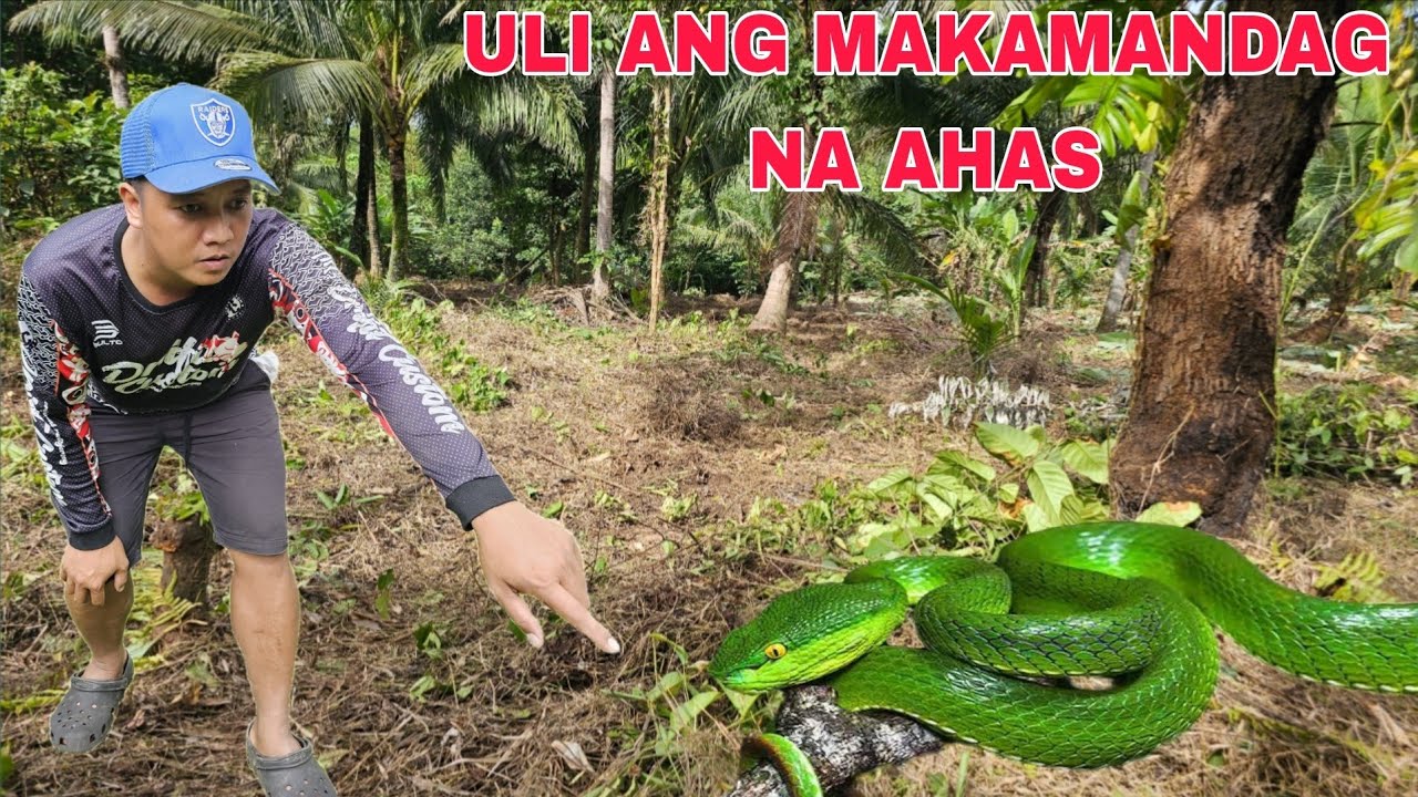 Huli ang makamandag na ahas Pinagtulungan Posibling maraming makagat ...