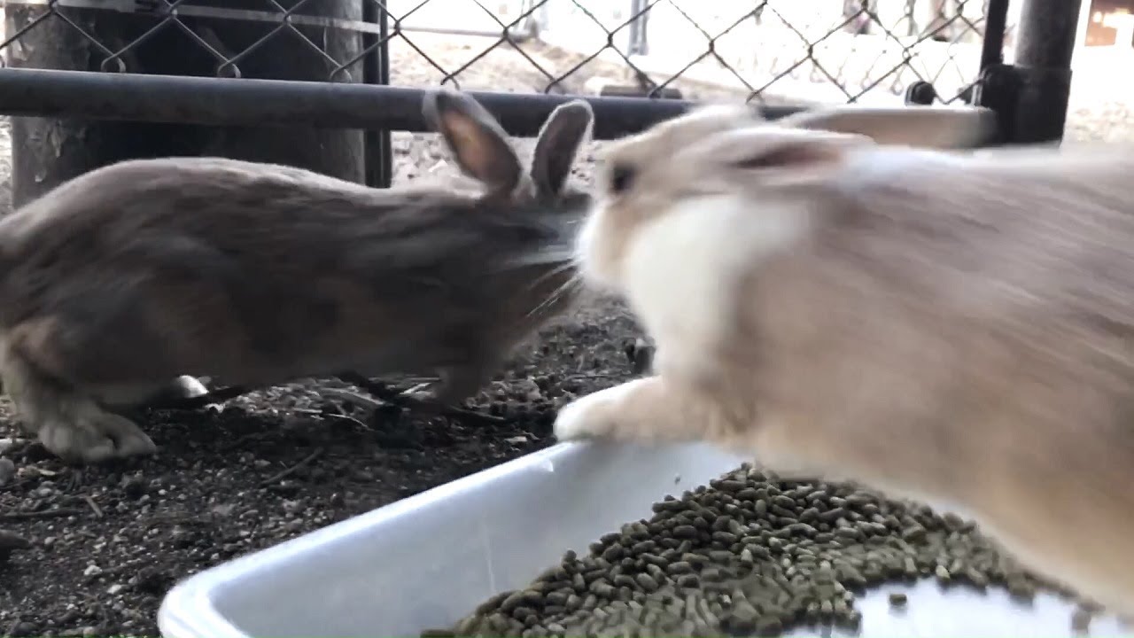 Rabbit fight | Rabbit jumping on - YouTube