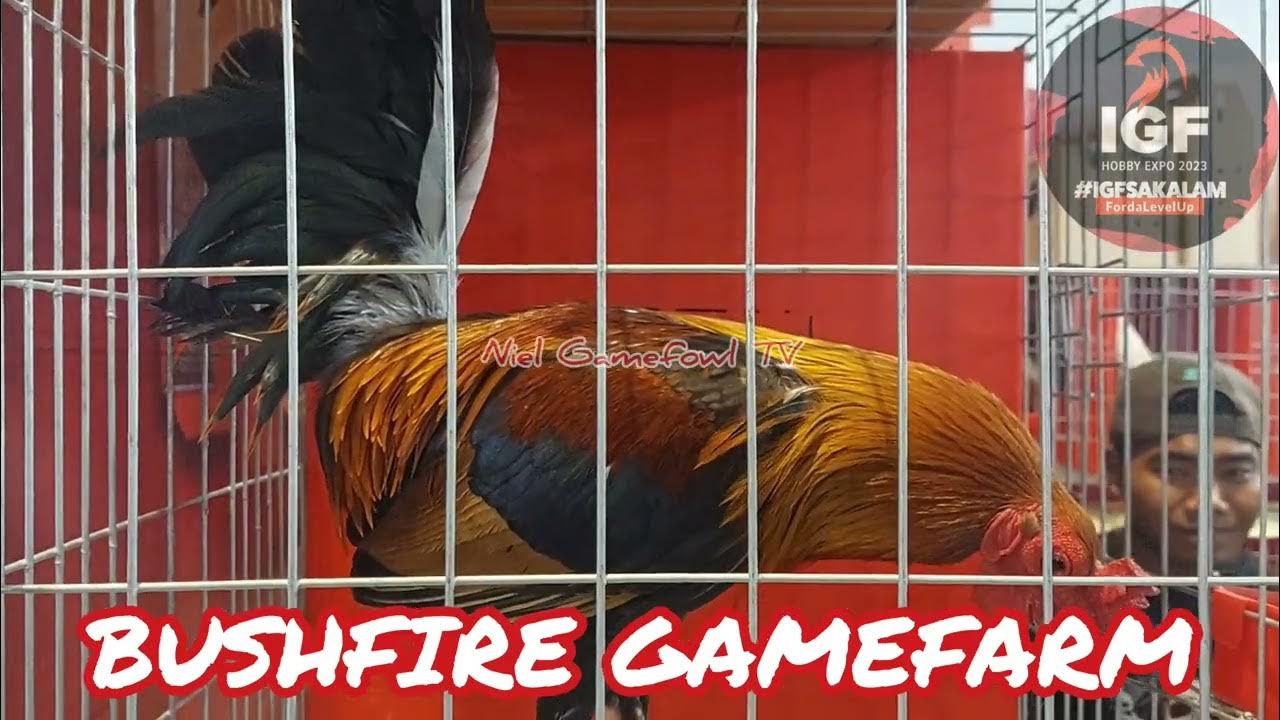 International Gamefowl Festival 2023 JJPE IMPERIAL GAMEFARM & BUSHFIRE GAMEFARM - YouTube