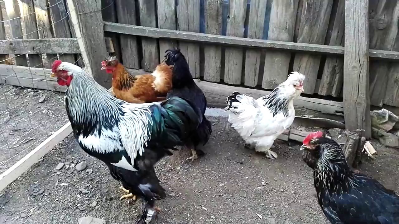 Gaini mari motate si barboase - YouTube