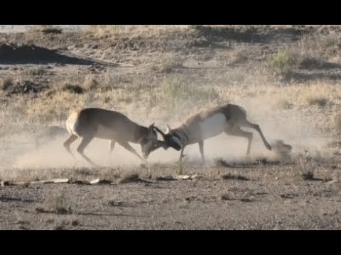 Awesome Antelope Fight and Hunt! - YouTube