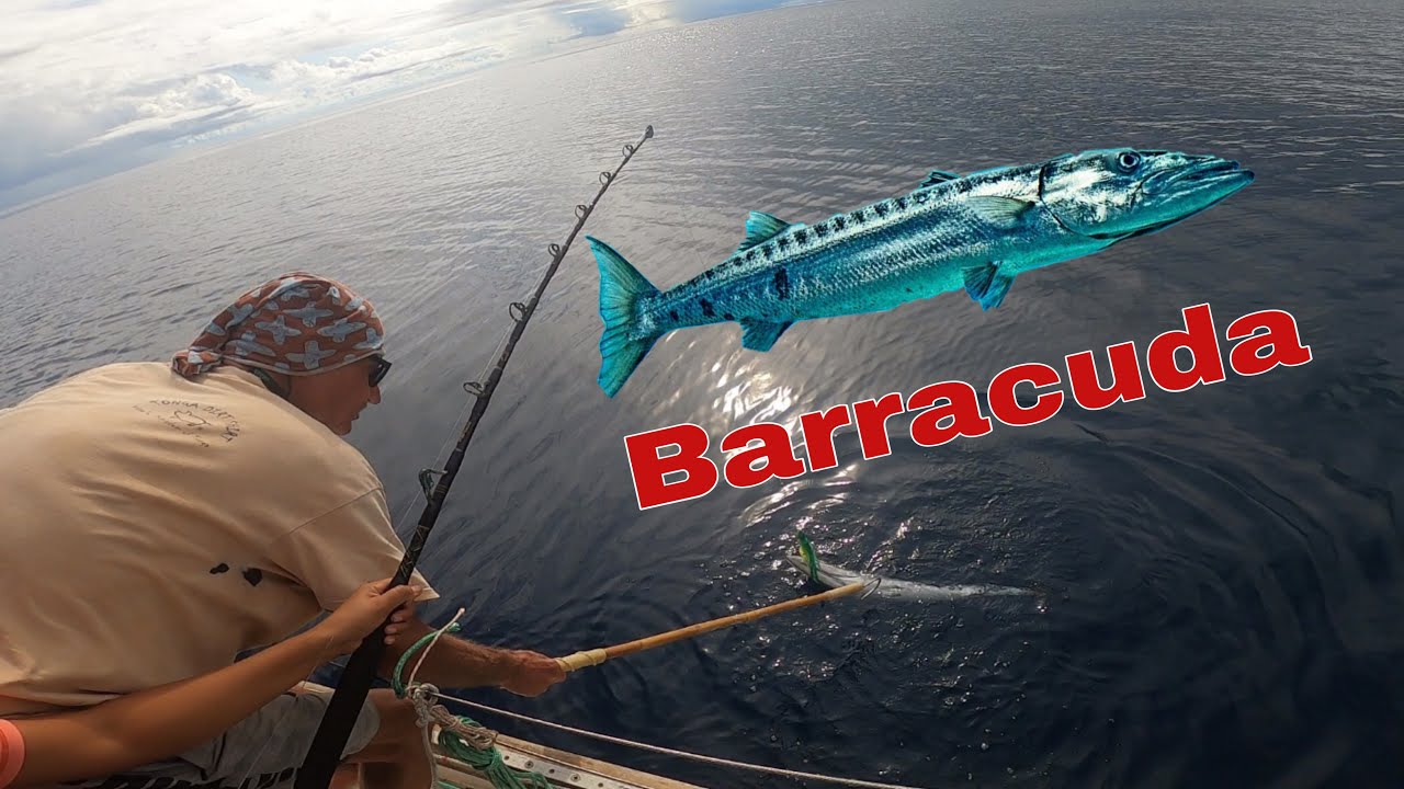 Catch A Barracuda Fish At San Blas | Sailing Atalanta - YouTube