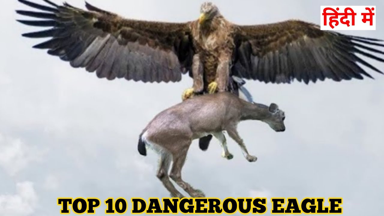 ईगल इतने खतरनाक क्यों होते है | JungleSeries ep 2 | Top 10 Most ...