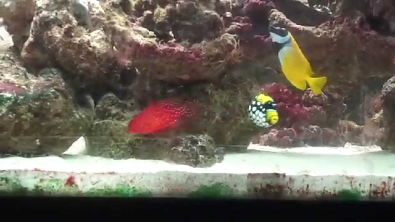 125 Gallon Saltwater Predator Aquarium, - YouTube