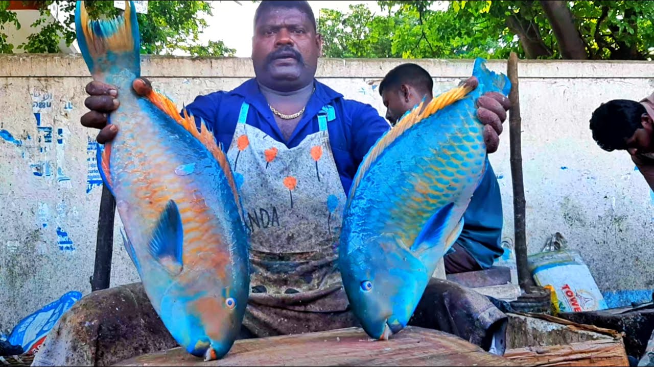 selvam ♤ kili meen ♤ parrot fish ♤ wonderful colouring fish ♤ cutting ...