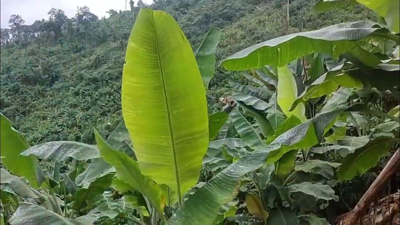 hnub no mus caum tau ib tug npua teb loj kawg li - YouTube