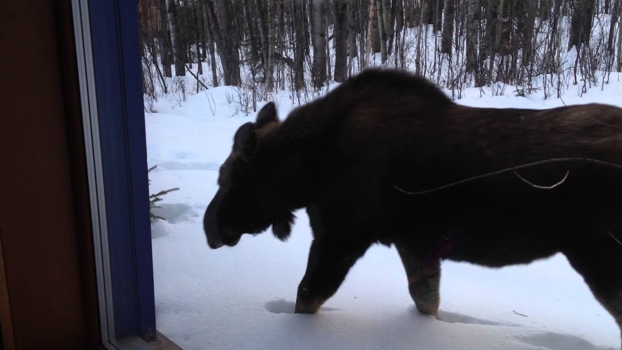 Moose walking right next to house in Fairbanks - YouTube