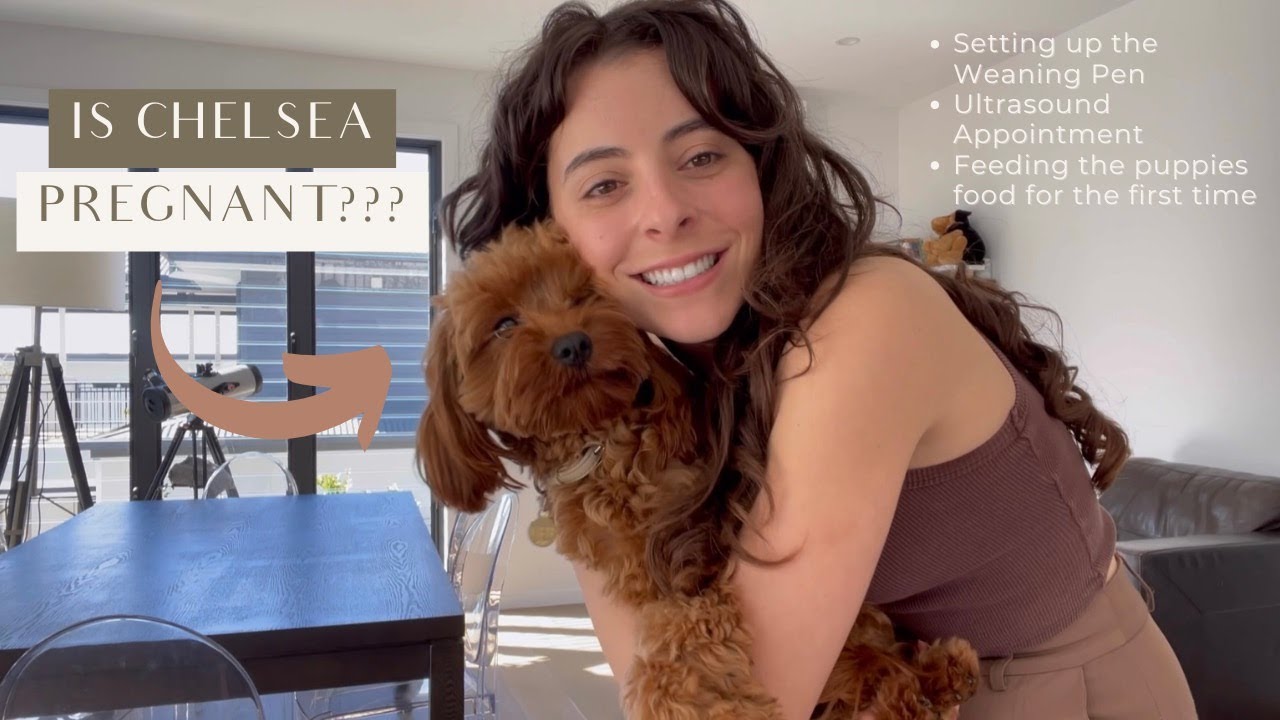 IS CHELSEA PREGNANT? | SETTING UP THE WEANING PEN & GIVING MY PUPPIES ...
