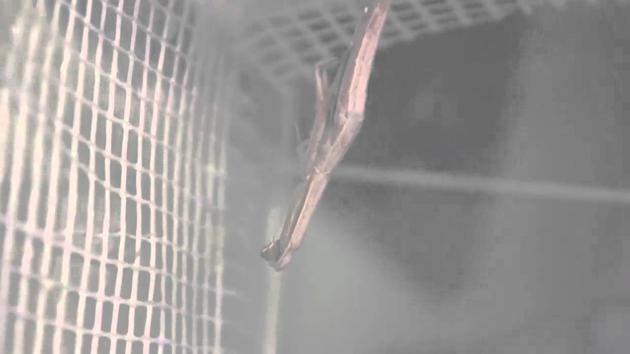 Praying mantis' molting - YouTube