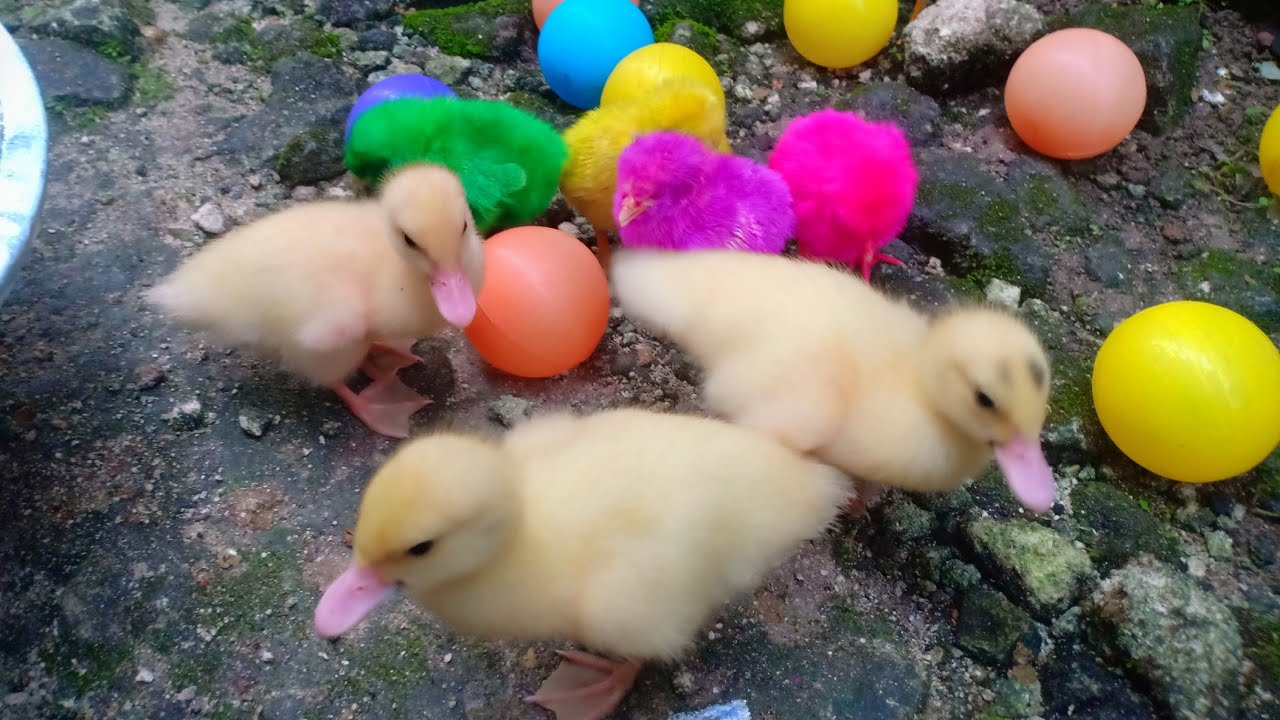 Bebek imut ayam lucu,anak ayam warna warni,anak bebek warna @cakmett9 ...