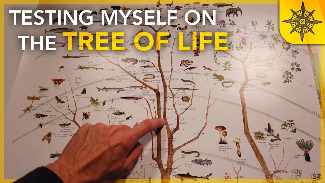 Testing My Knowledge on the Tree of Life - YouTube