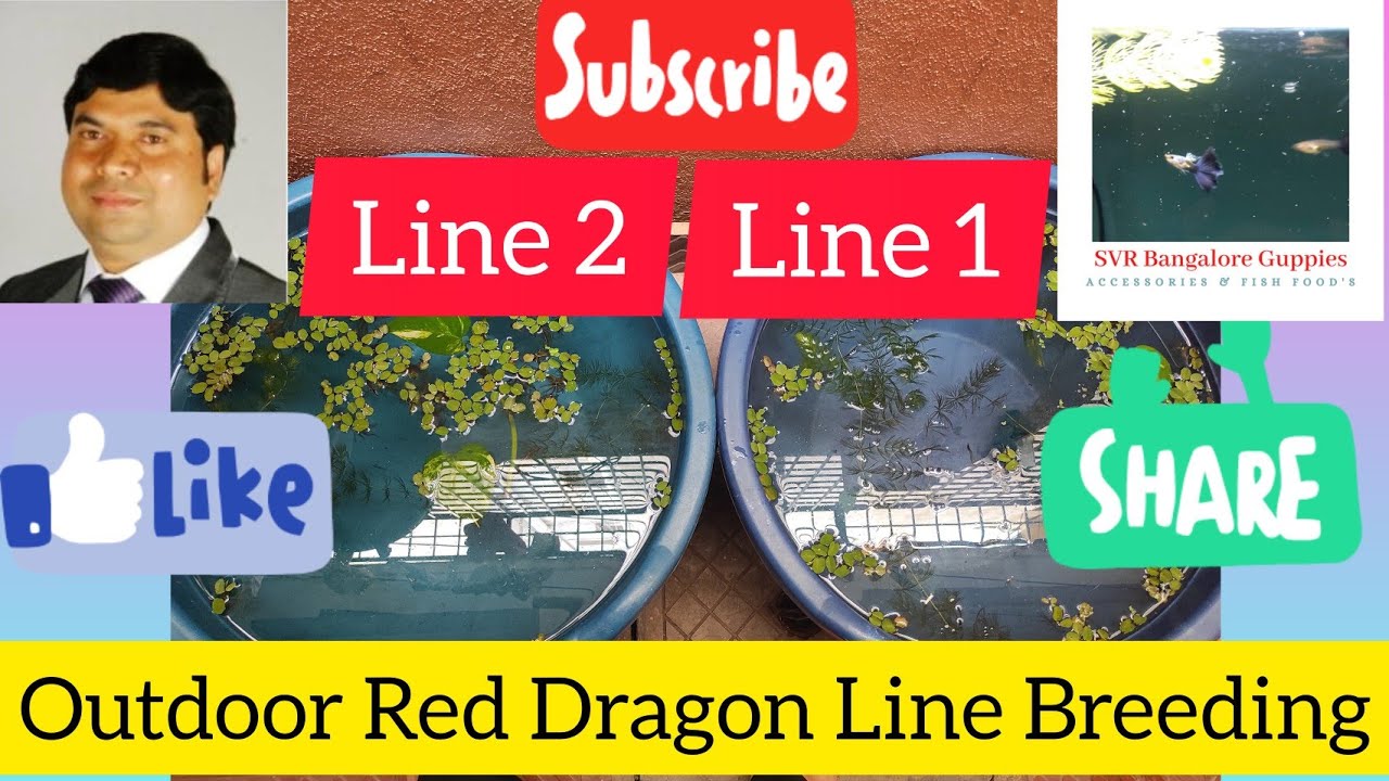 How to Line Breed Fishes! How to do Line Breeding of Fishes! How to ...
