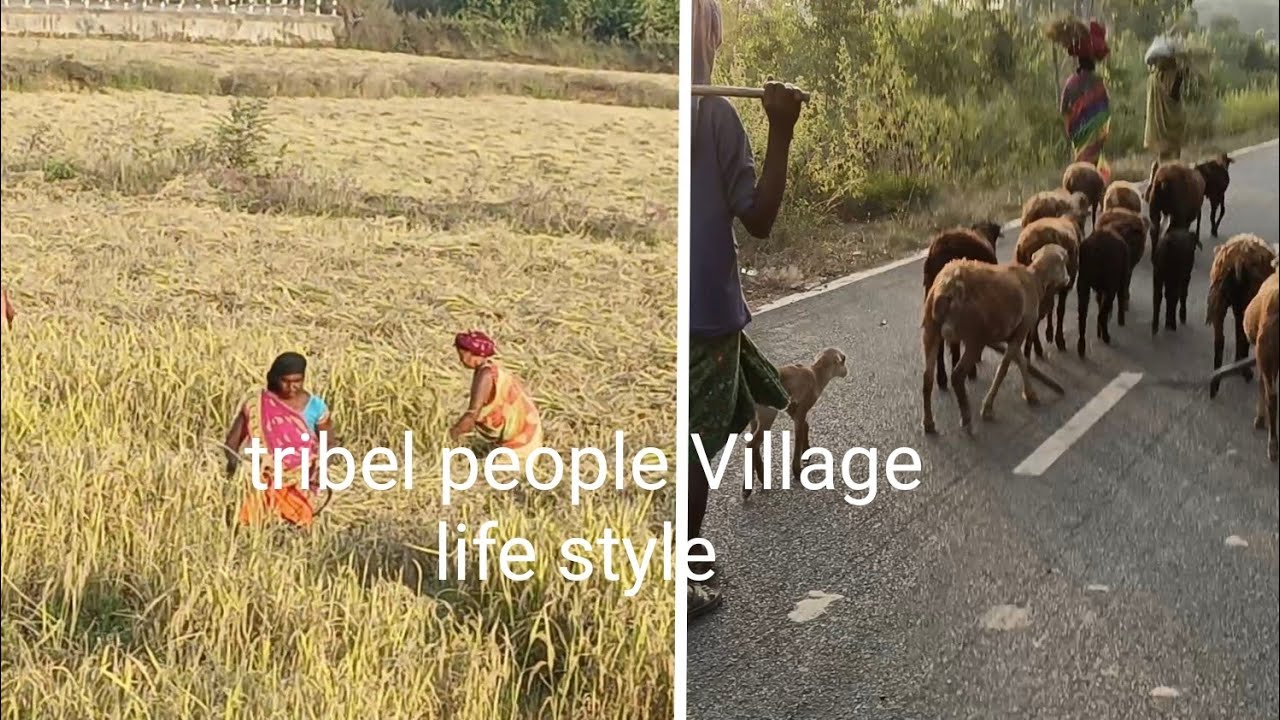 Village life style|Life style of tribel people||Harvesting&agriculture ...