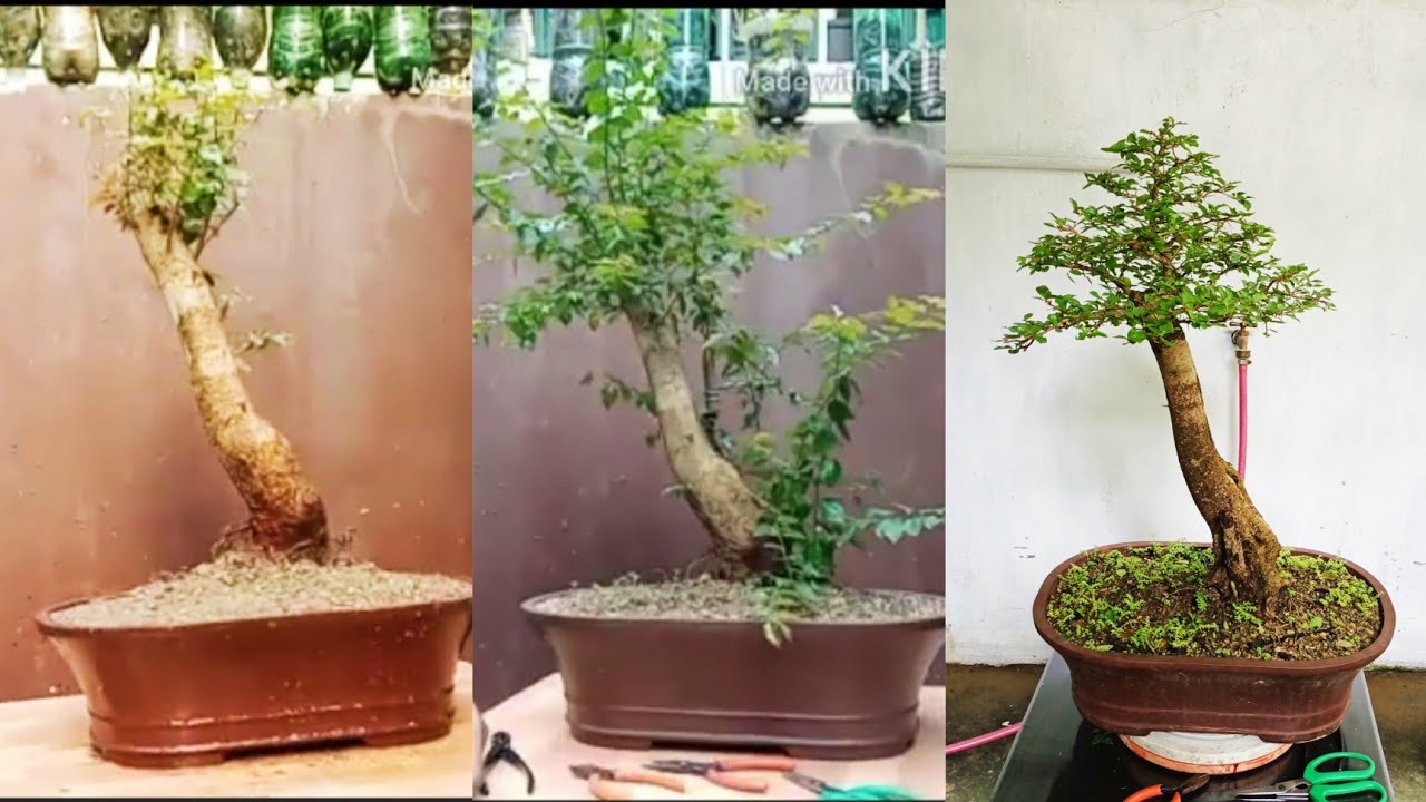 RED DOGGIE OR BITUNGOL BONSAI, AFTER 2 YEARS ITO NA S'YA NGAYON / PAANO ...
