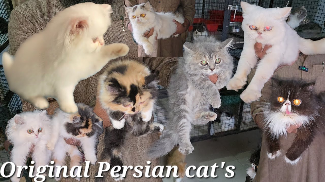 Top quality Persian cat's available in Hyderabad | Extreme Punch face ...
