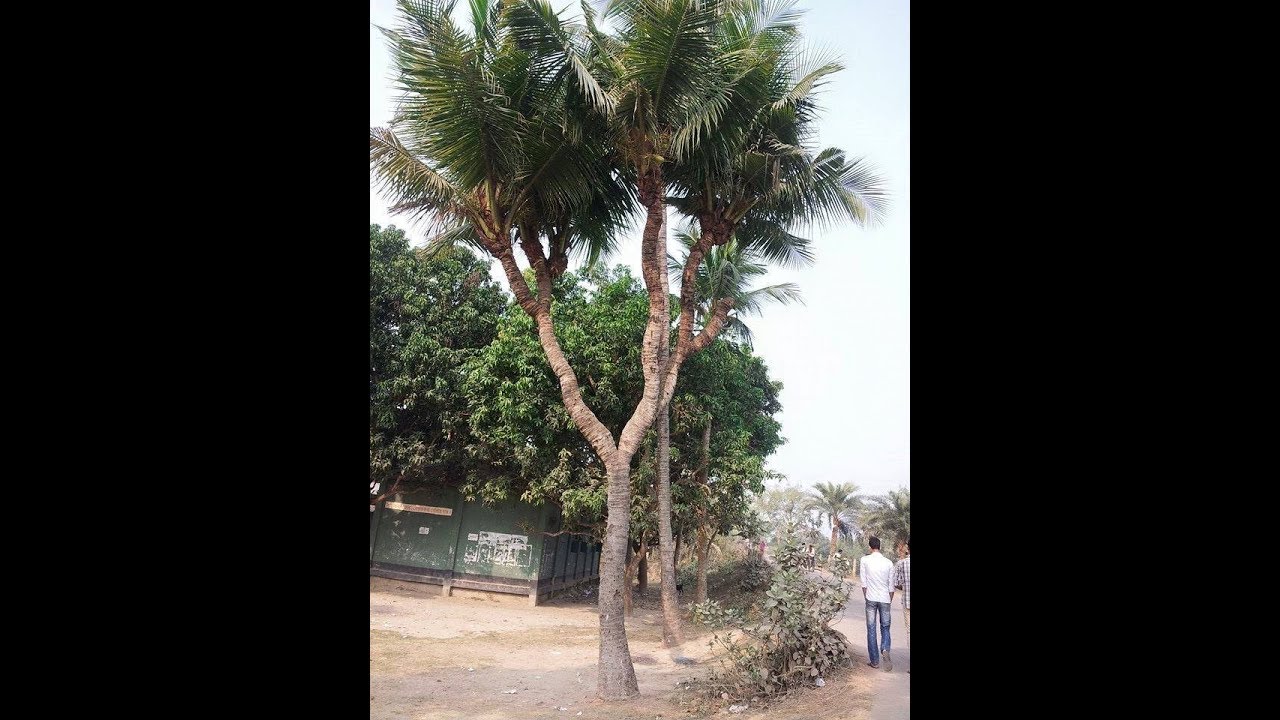 10 matha narikel gas [10 coconut trees in the head] - YouTube