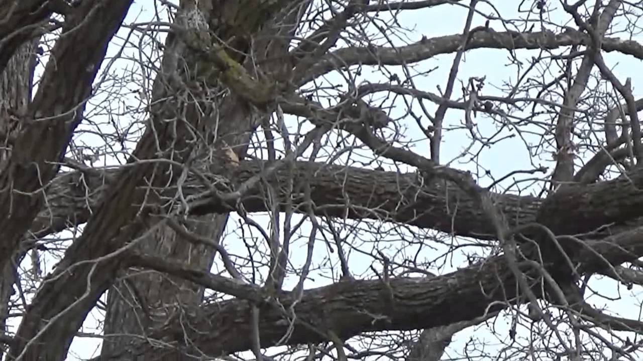 Mountain Cur Squirrel Hunt IA - YouTube
