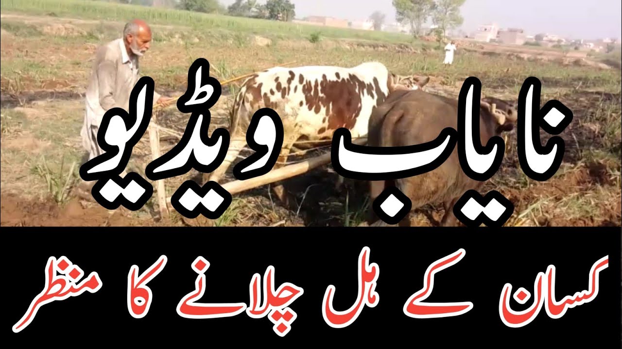 کسان کے ہل چلانے کا منظر/ kisan ka hal chalana ka manzar - YouTube