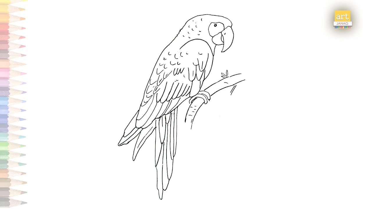 Macaw coloring outline sketch | How to draw A Macaw step by step | easy ...