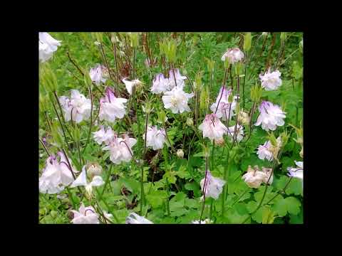 Oletko arvokas? - Henna Orava - YouTube