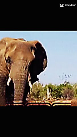 MX (Mario exe fnf) vs elephant (animal) - YouTube