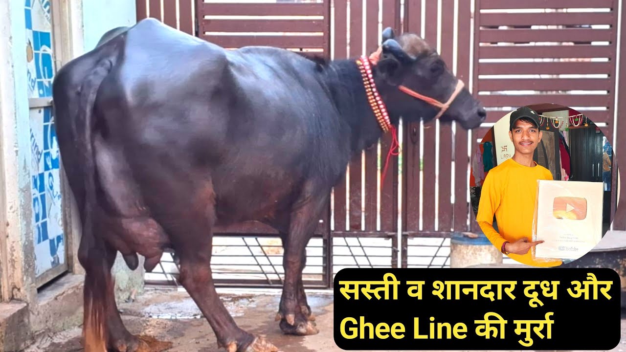 👌दूध और Ghee Line की Murrha Buffalo with female calf 16 किलो दूध की ...