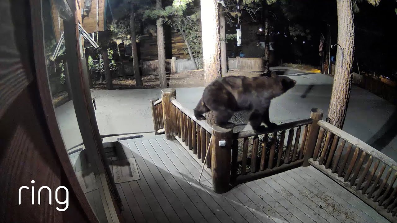 Bear Gymnastics: Balance Beam Final, It’s a Gold! | RingTV - YouTube