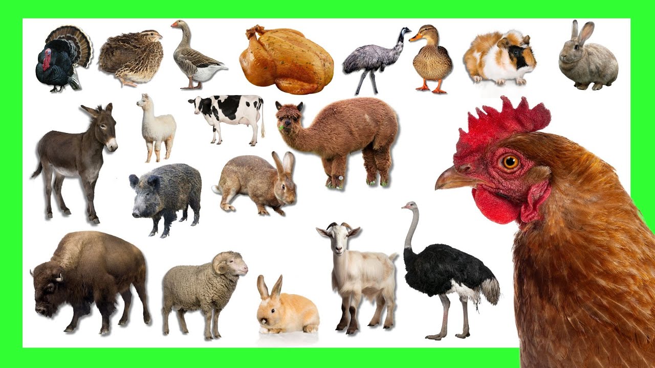 Easy Farm Animals Spelling and Sounds for Toddlers, Kids, Pre-school ...