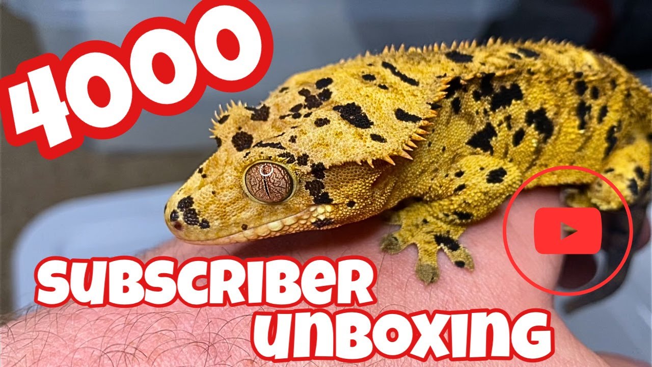UNBOXING beautiful DALMATIAN GECKOS!! - YouTube