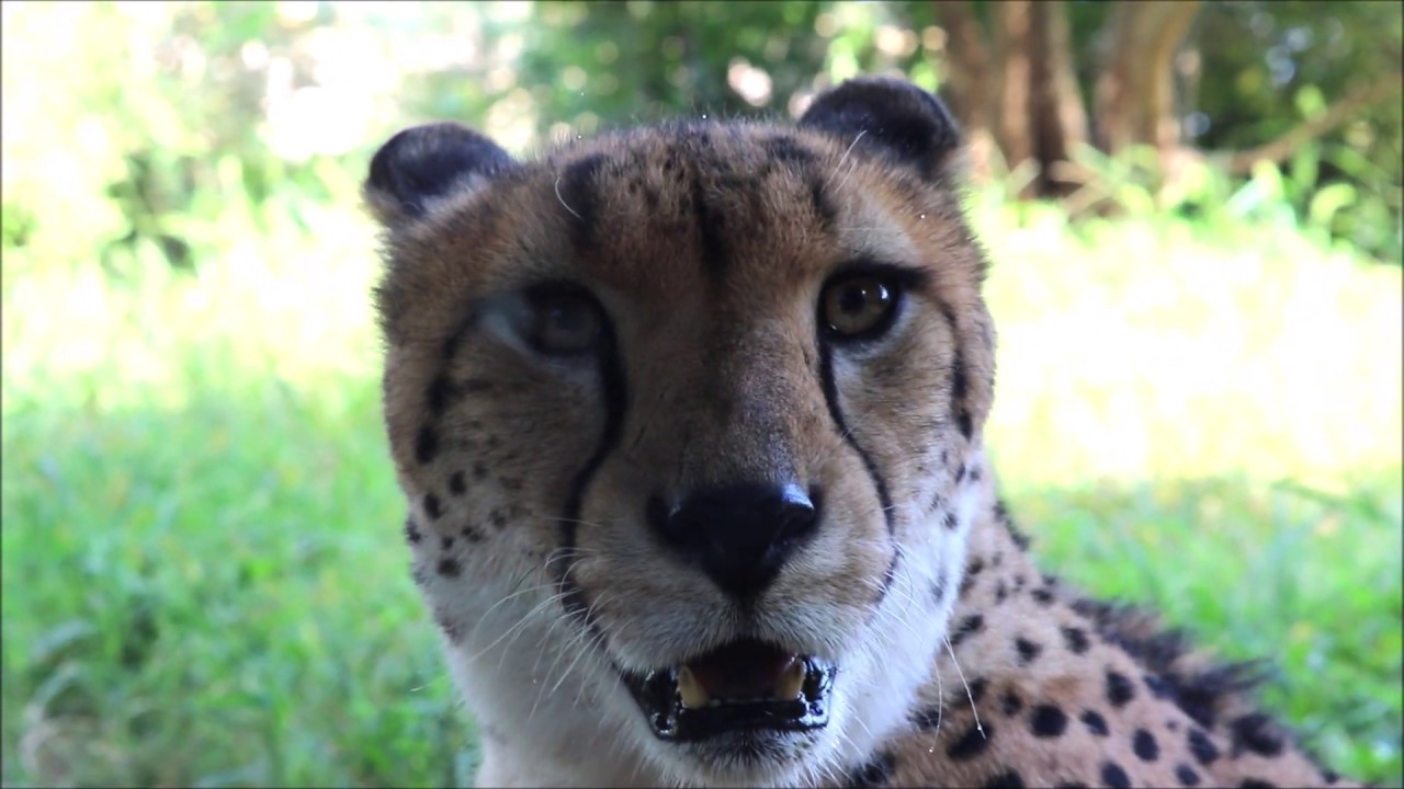 2017/10/01 チーター ジルコが鳴いていた in ズーラシア male Cheetah chirping - YouTube