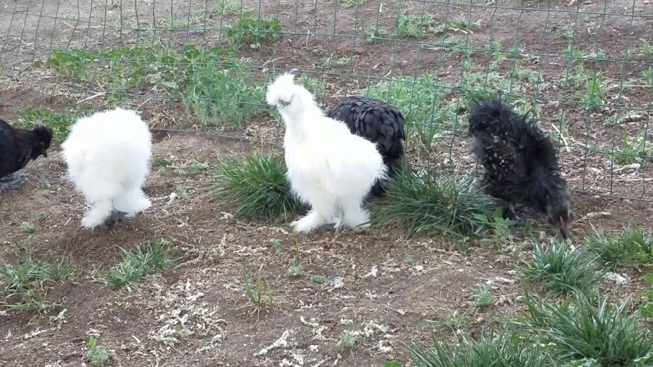 Baby Silkies Getting to Know Big Girls! - YouTube