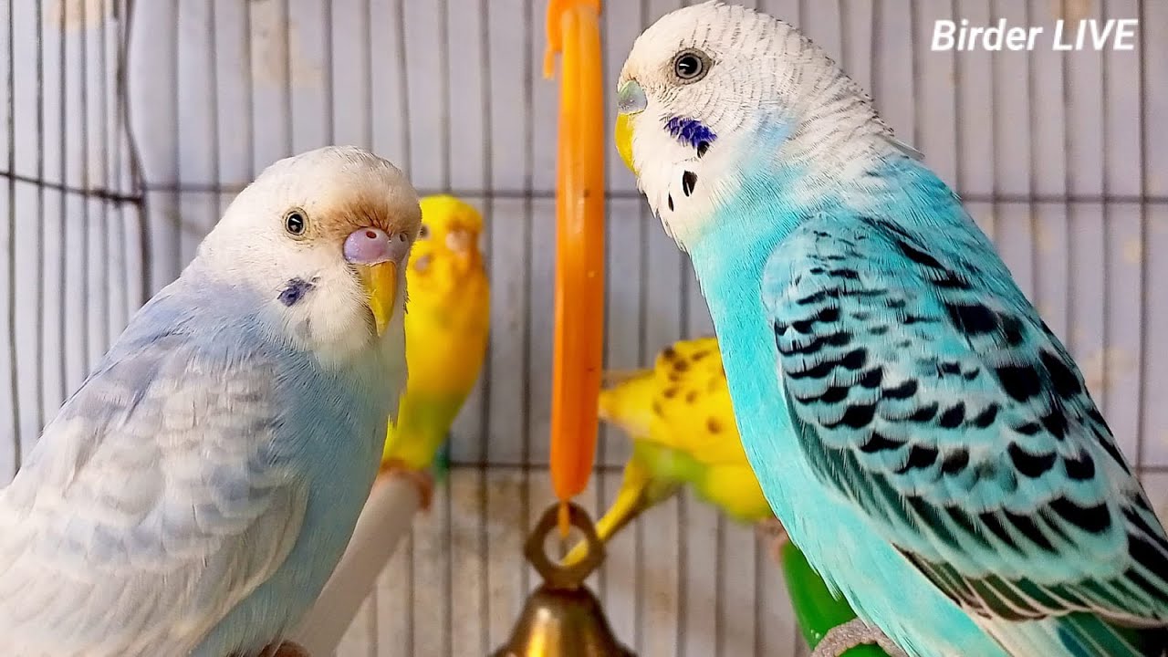 Budgie Sounds for Lonely birds to make them happy and relax | The BEST PARAKEETS SOUNDS 3 - YouTube