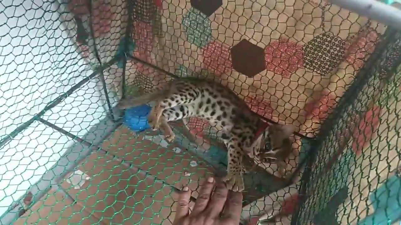 Baby tiger. mini Tiger, tiger fish. pet & animal ( tigerfish ...