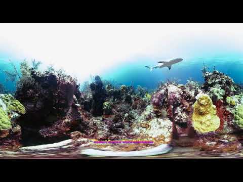 The Last Man Diving, VR, Pumpkin Patch Dive Site - YouTube
