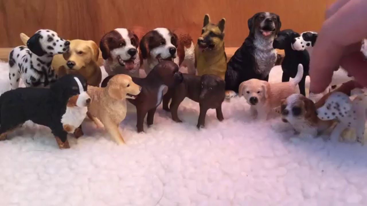 Stray dog pack and posisions - YouTube